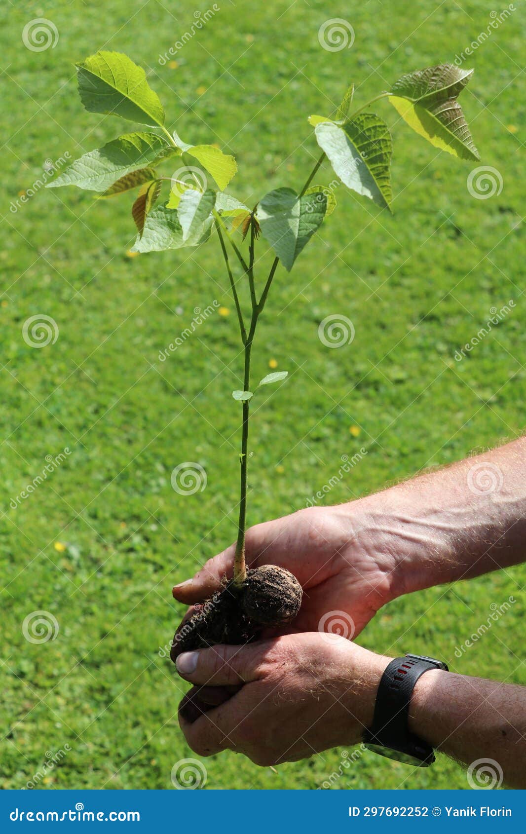 Man S Hands Holding Germinating Wallnut with Sprout of Baby Tree Stock ...
