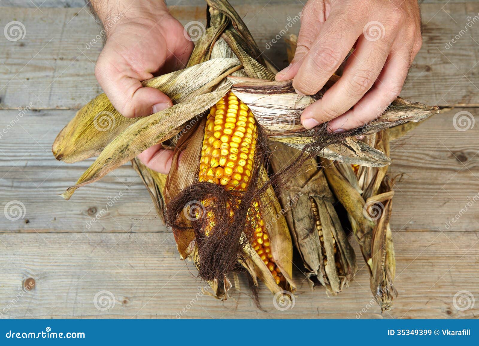 Man S Hands Peeling Dry Corn Stock Image - Image of premium ...