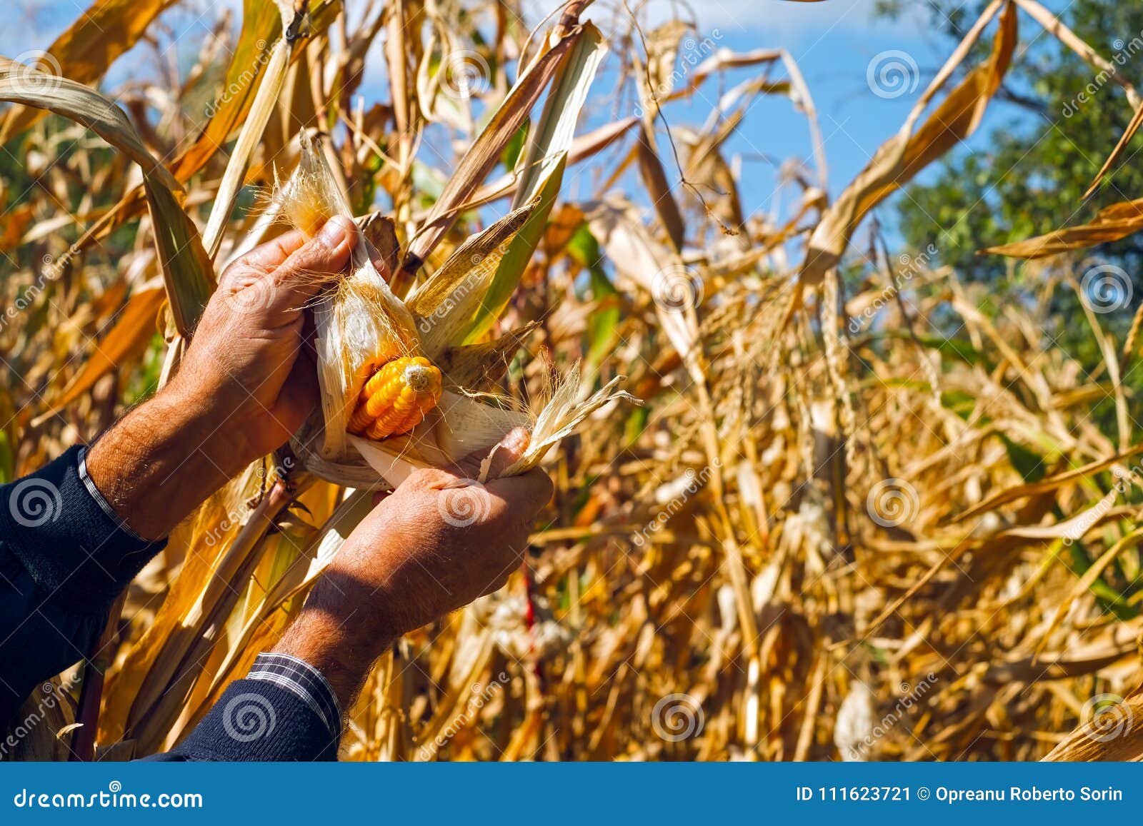 Man`s Hands picking corn stock image. Image of close - 111623721
