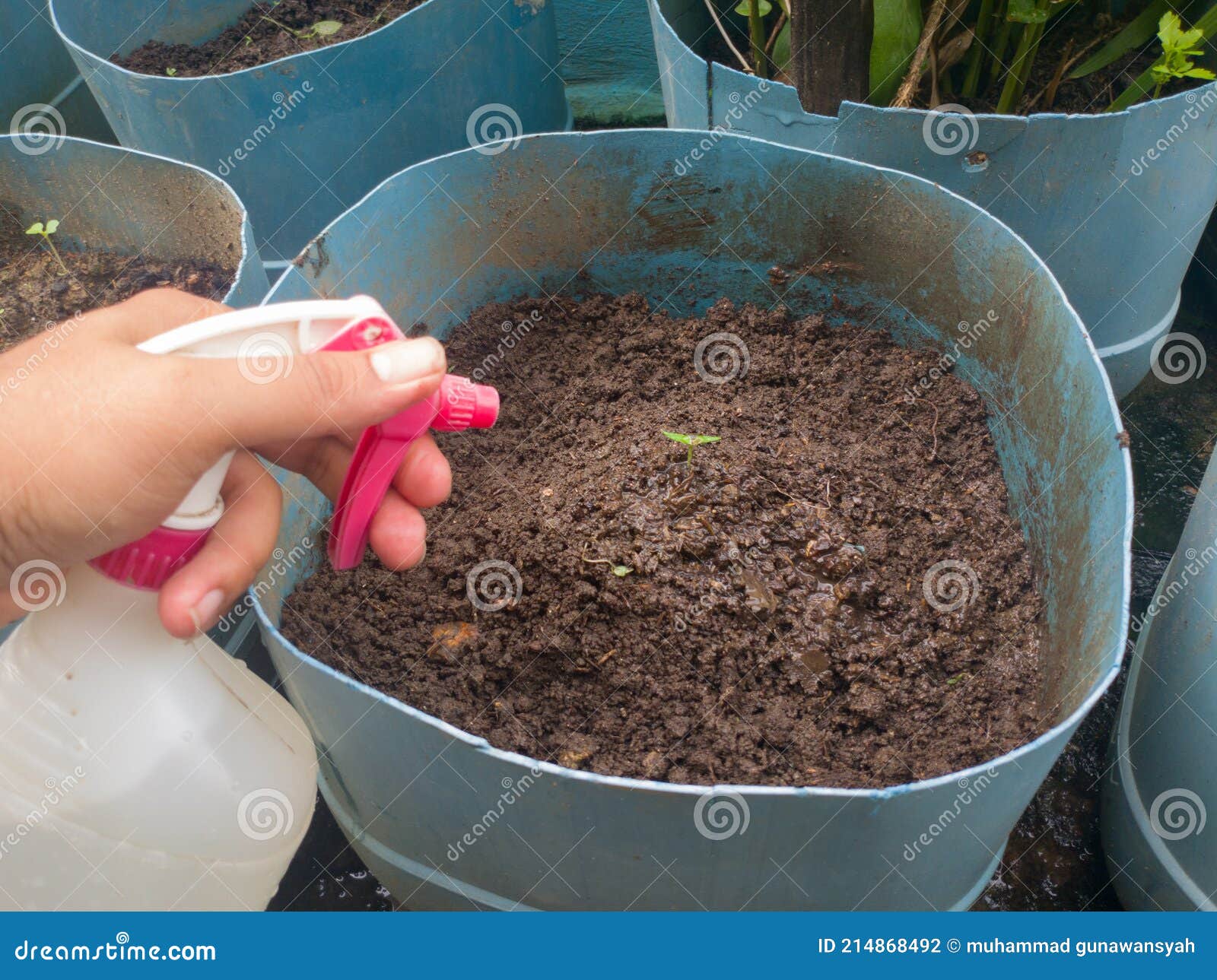 The Man& X27;s Hands are Spraying and Watering the Seeds of the Growing ...