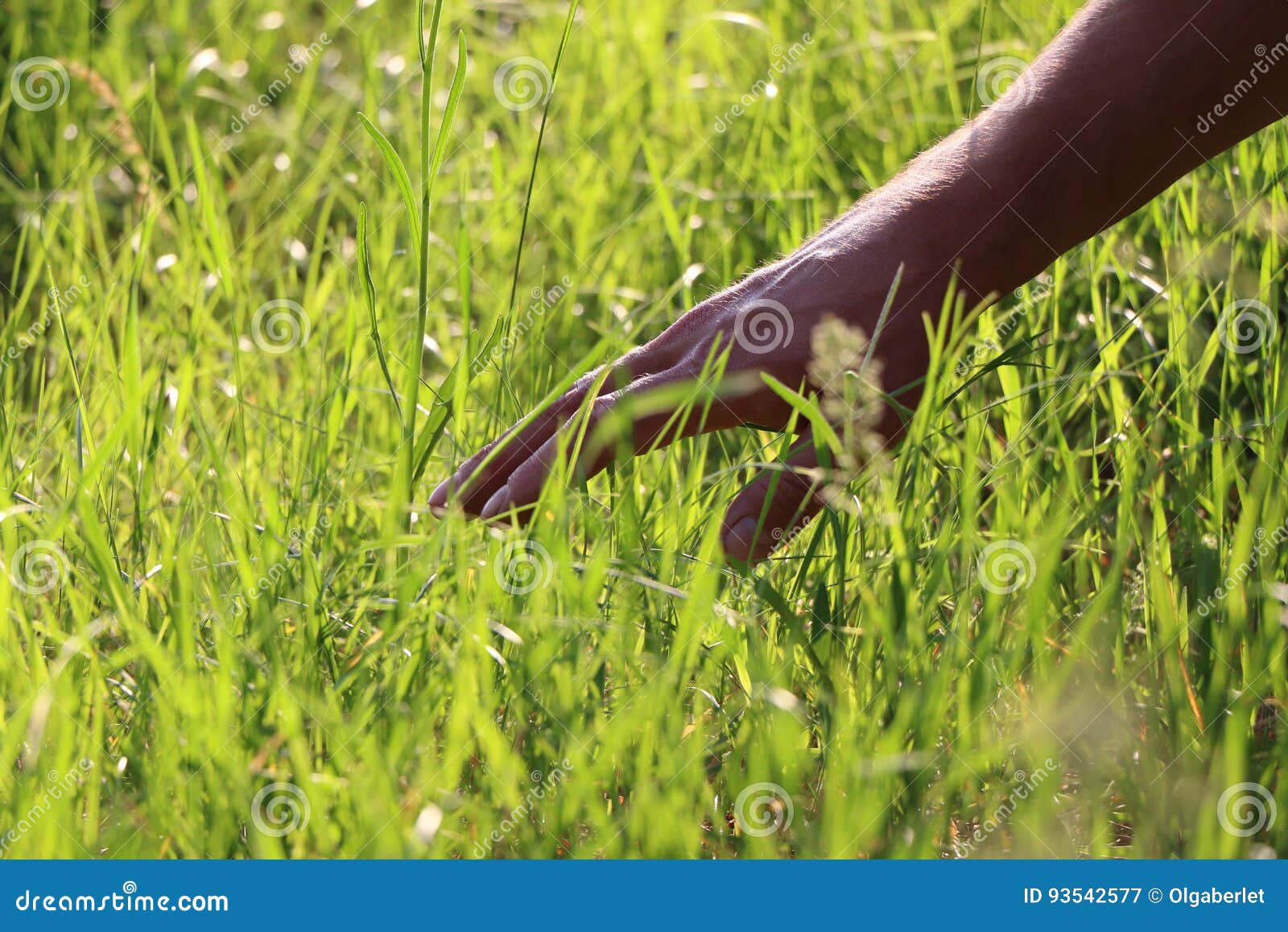 The Man S Right Hand is Touching the Grass Stock Image - Image of ...