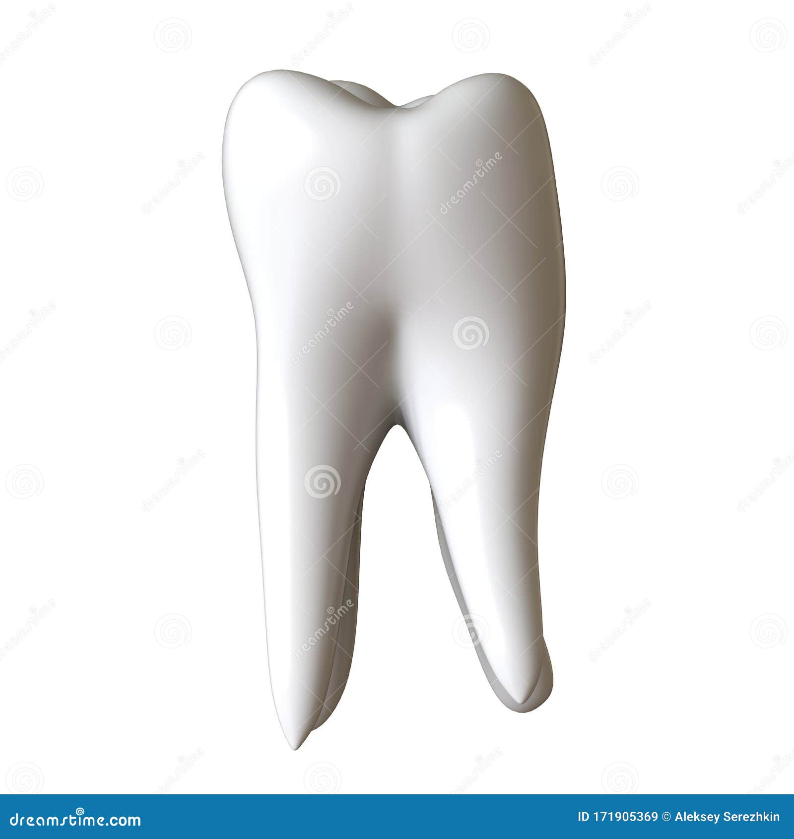 A Man`s Root Tooth on a White Background. Isolate Stock Illustration ...