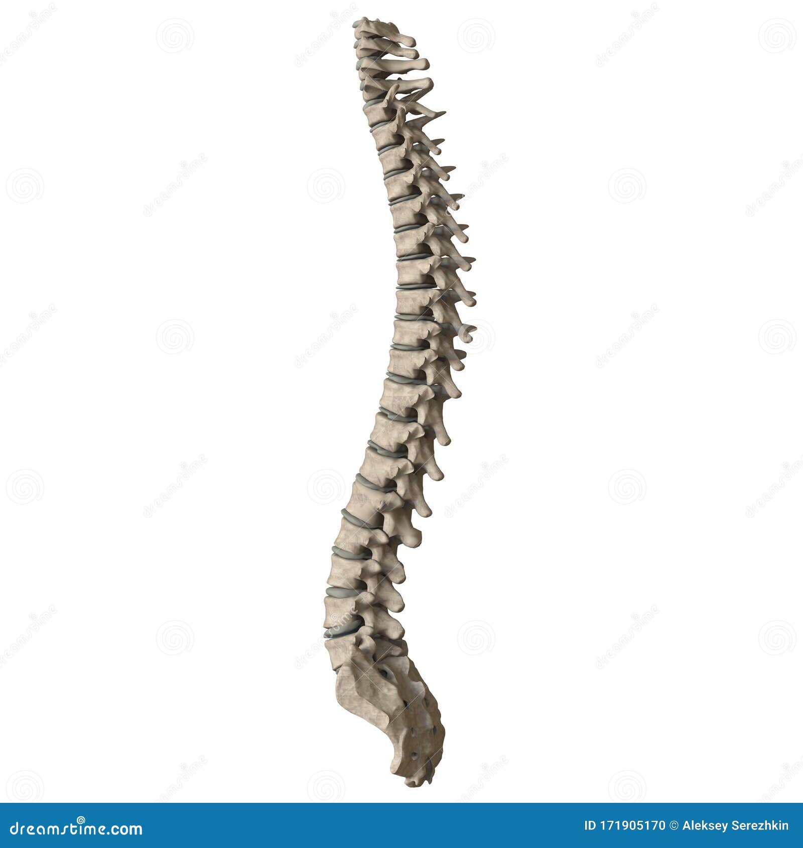 A Man`s Spine on a White Background. Isolate Stock Illustration ...