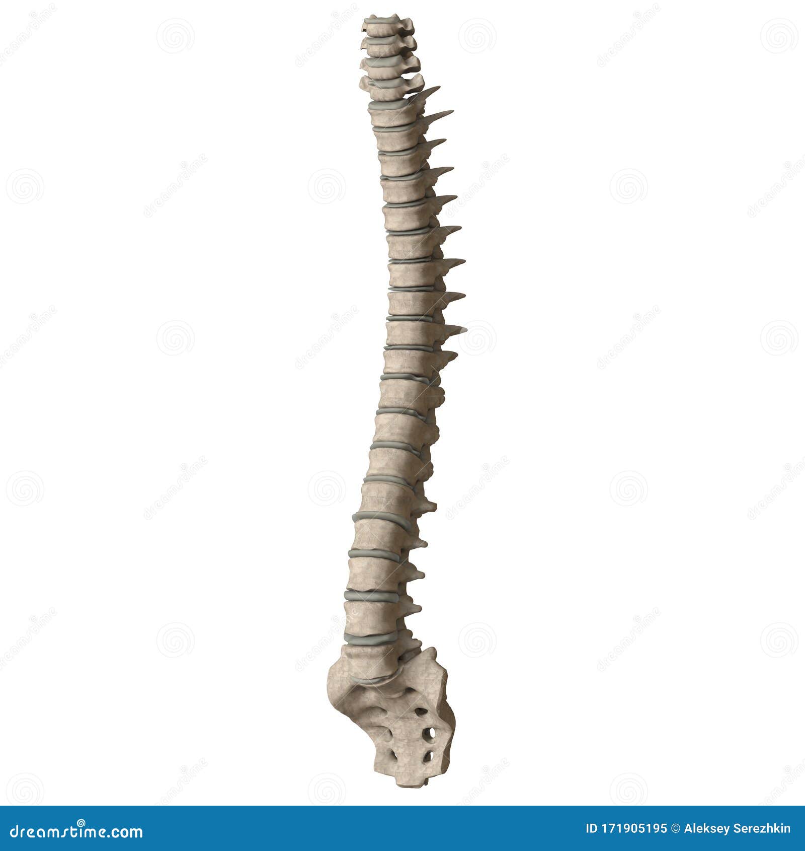 A Man`s Spine on a White Background. Isolate Stock Illustration ...