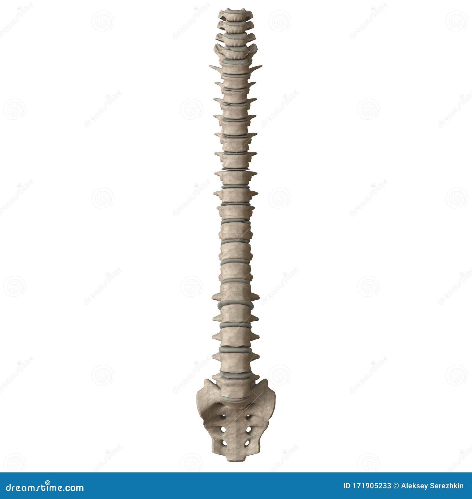 A Man`s Spine on a White Background. Isolate Stock Illustration ...