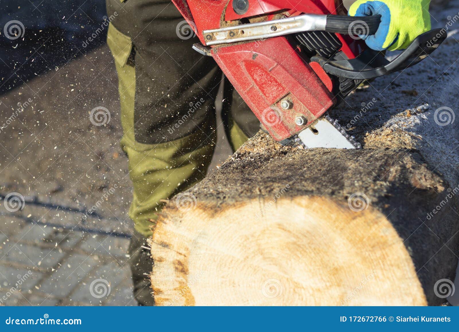 Man Sawing a Big Tree with a Chainsaw. Sawdust Stock Photo - Image of ...