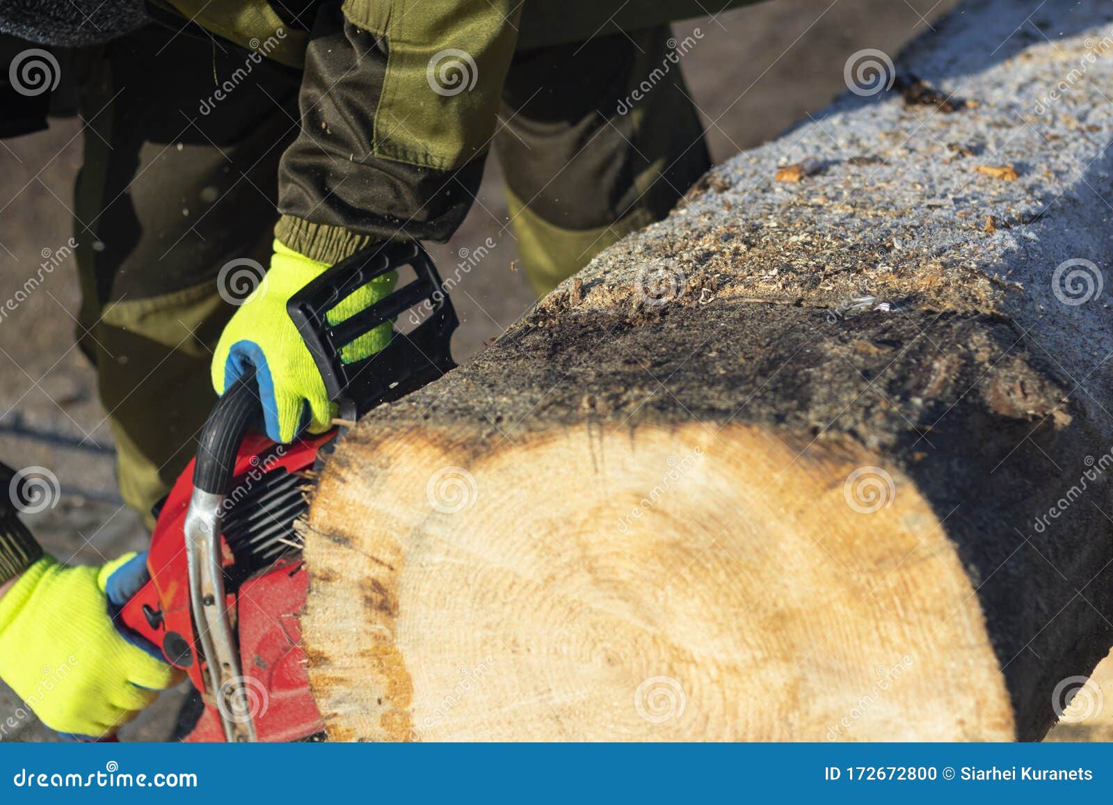 Man Sawing a Big Tree with a Chainsaw. Sawdust Stock Photo - Image of ...