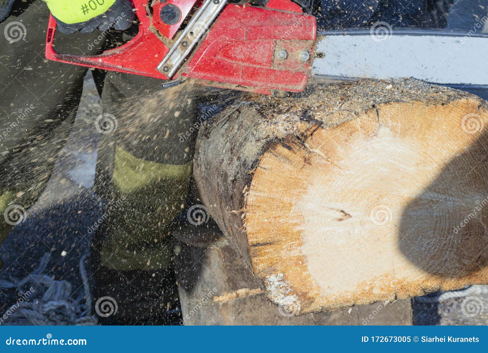 Man Sawing a Big Tree with a Chainsaw. Sawdust Stock Image - Image of ...