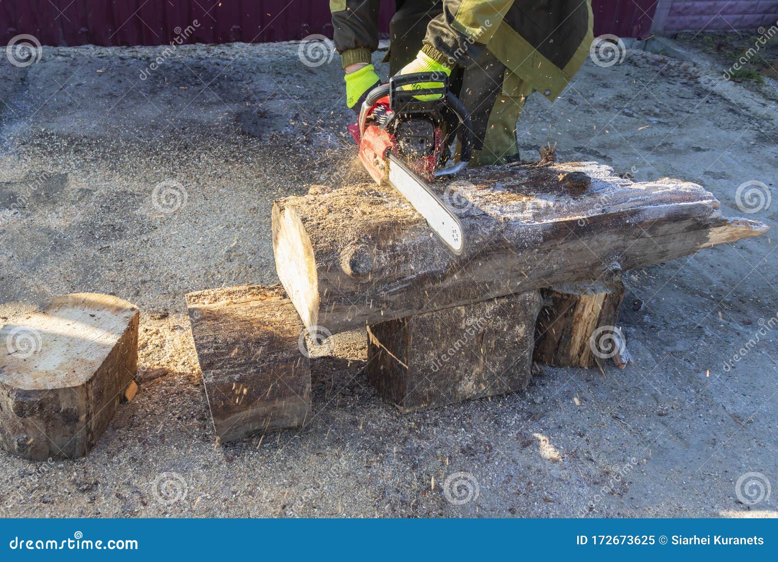 Man Sawing a Big Tree with a Chainsaw. Sawdust Stock Image - Image of ...