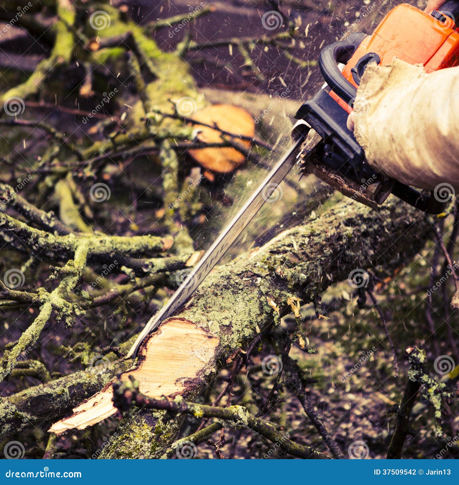 Man Sawing a Log in His Back Yard Stock Photo - Image of activity ...