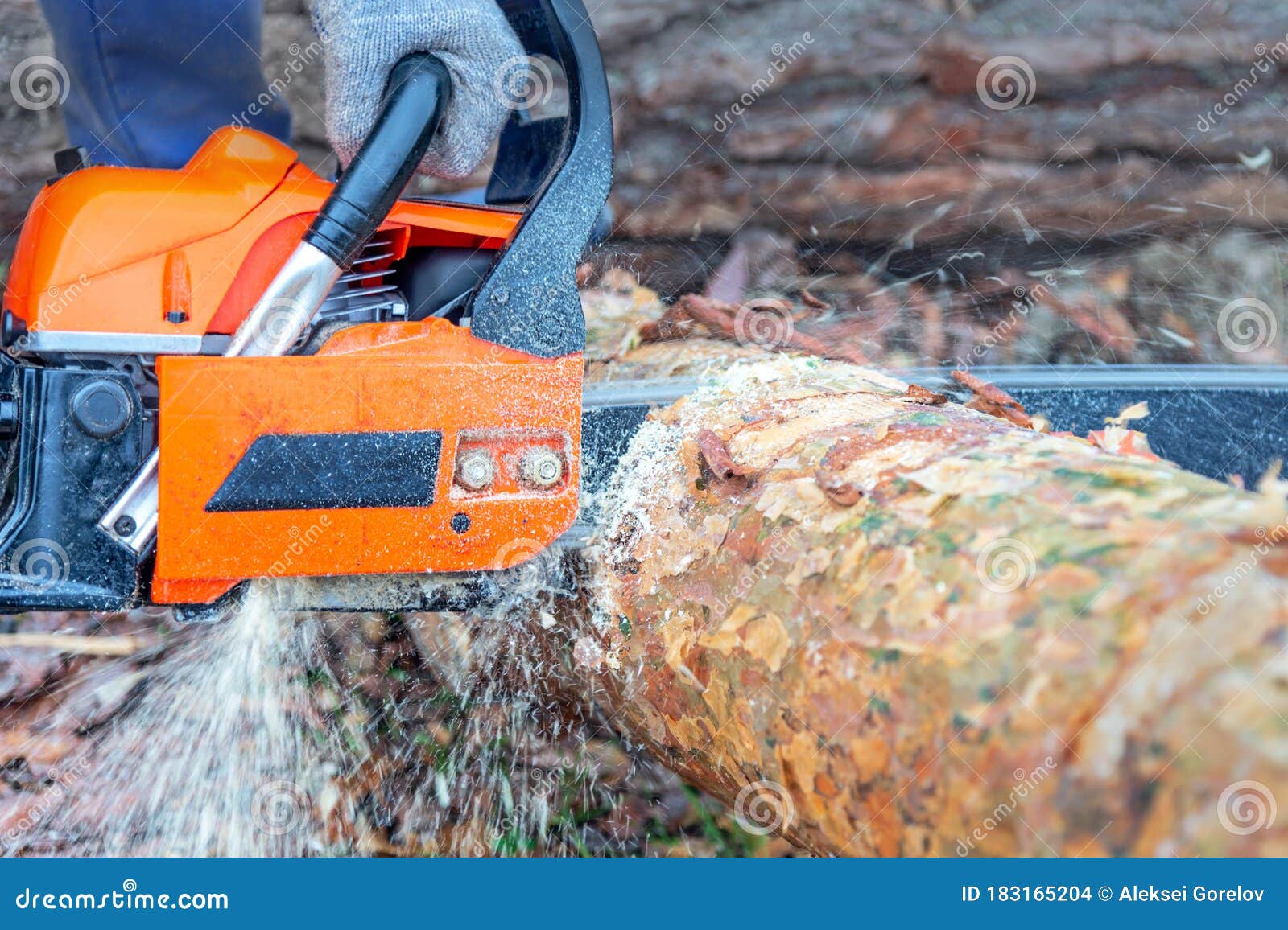Man Sawing Logs with an Chainsaw Stock Photo - Image of forest ...