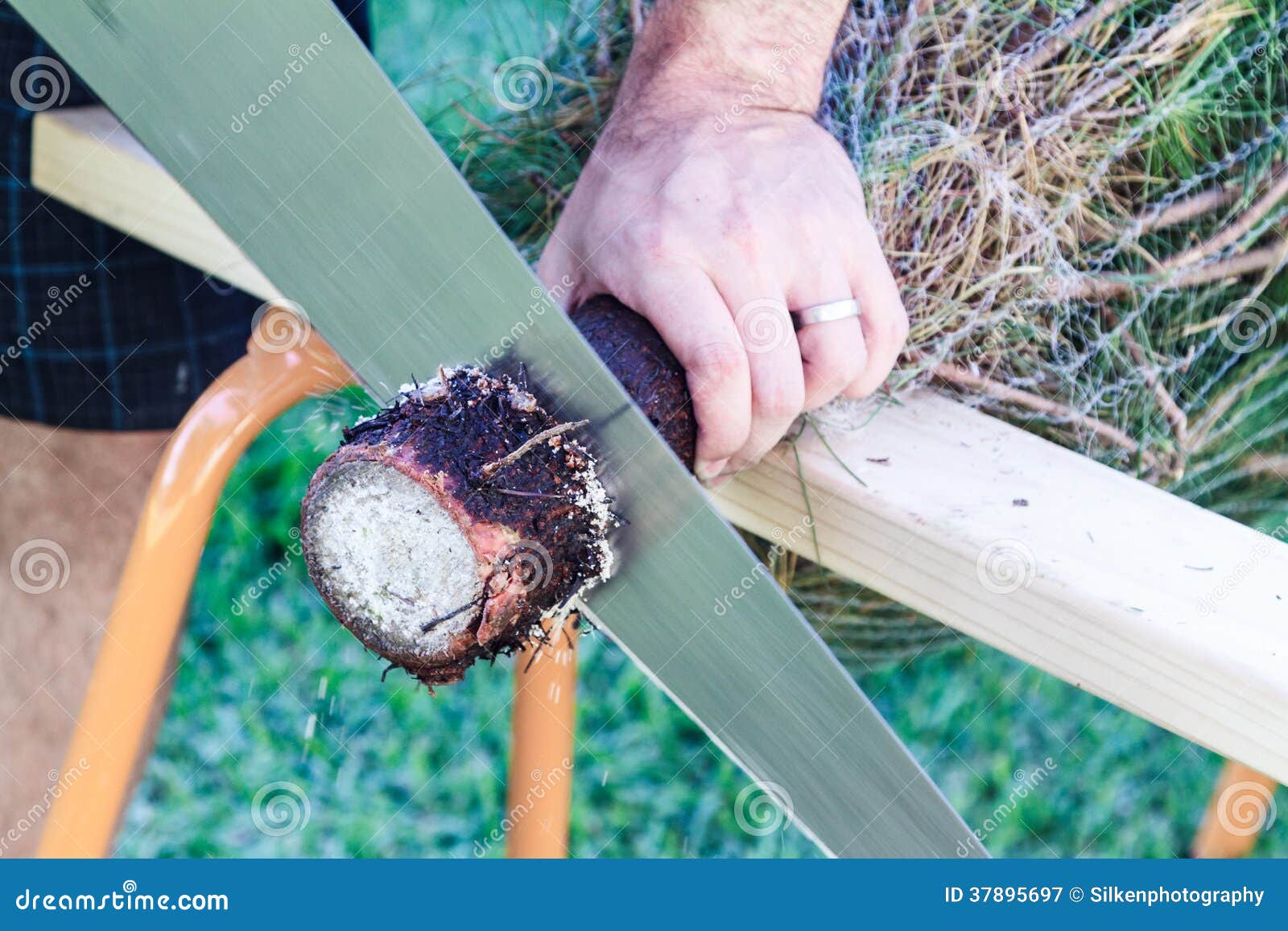 Man Sawing Pine Tree stock image. Image of metal, wooden - 37895697