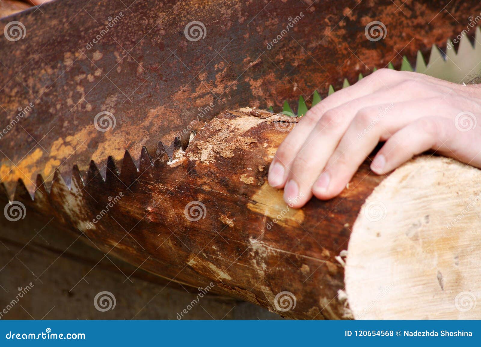 Man saws a log stock photo. Image of work, rusty, hand - 120654568