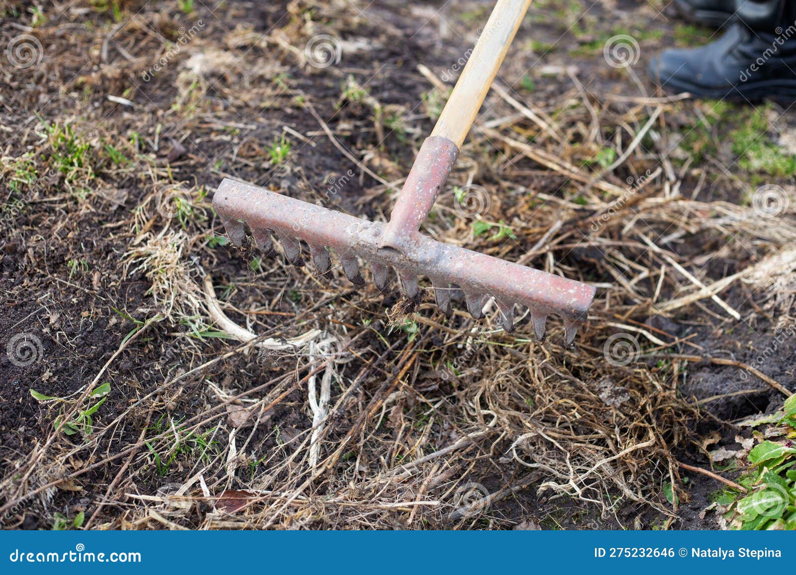A Man Scrapes Dry Grass with an Old Rusty Rake Stock Photo - Image of ...