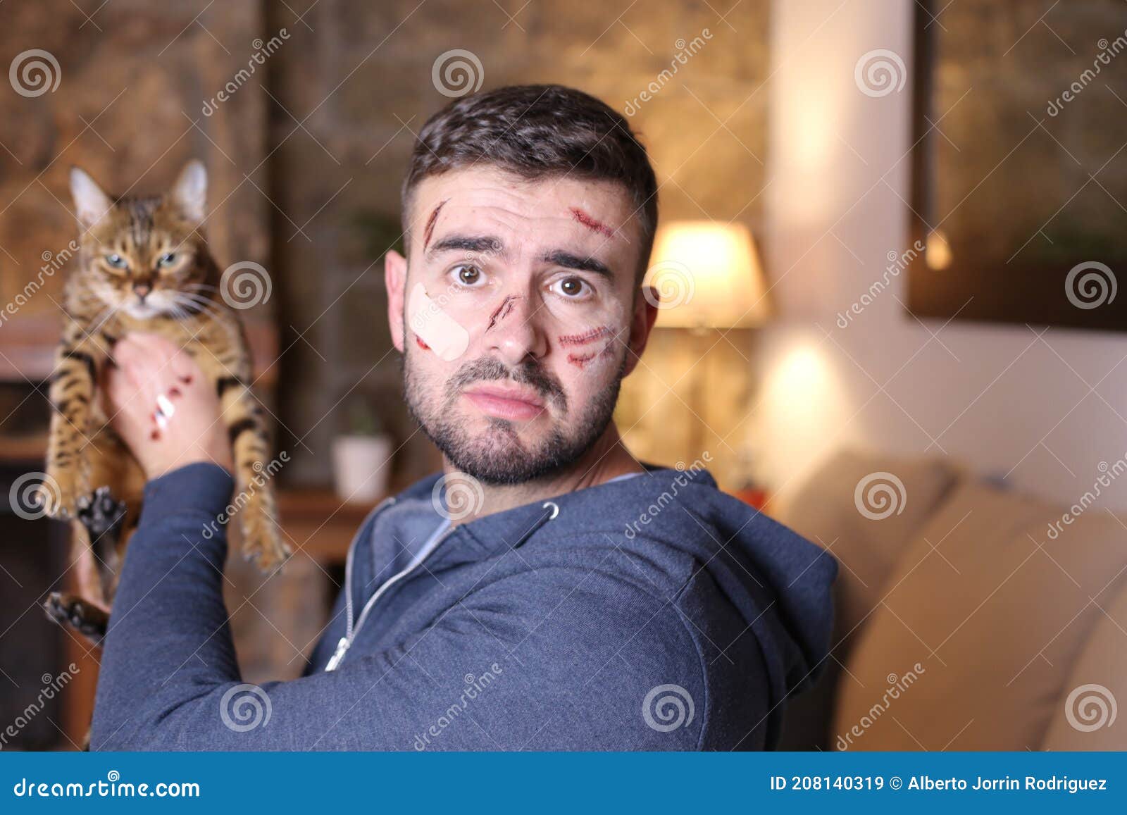 Man with Scratches Holding Bengal Cat Stock Image - Image of injury ...