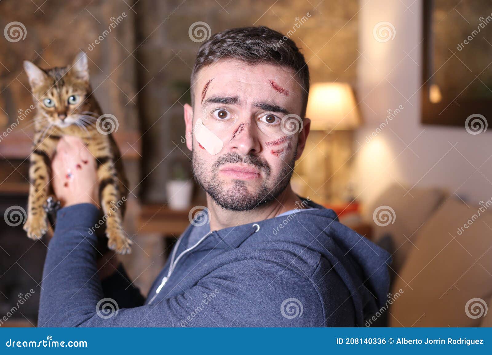Man with Scratches Holding Bengal Cat Stock Photo - Image of hand, care ...