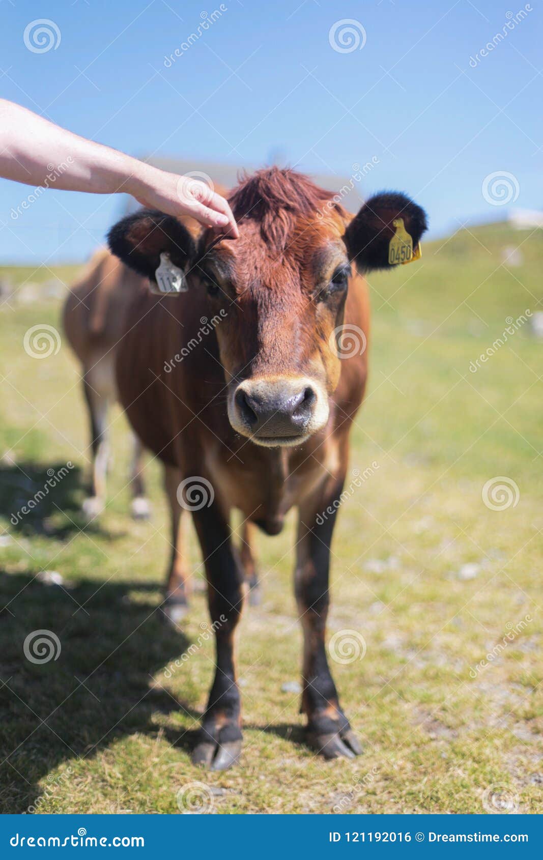 Man scratching cow on head stock photo. Image of nature - 121192016