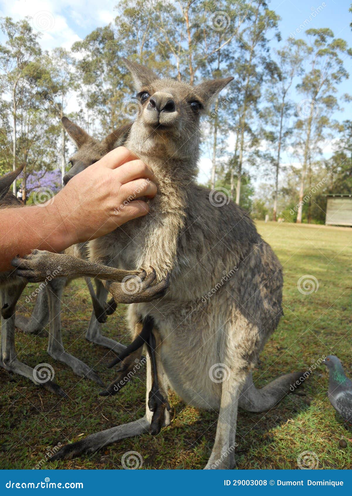Man scratching kangaroo stock photo. Image of joey, paws - 29003008