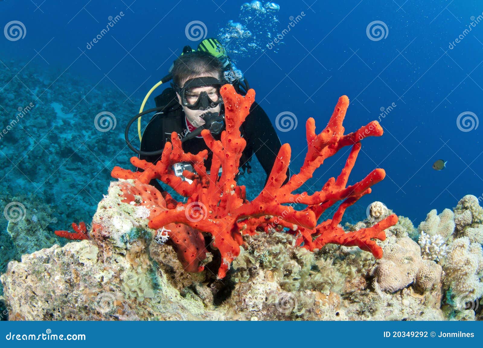 Man Scuba Diver and Red Coral Stock Photo - Image of happy, lifestyle ...