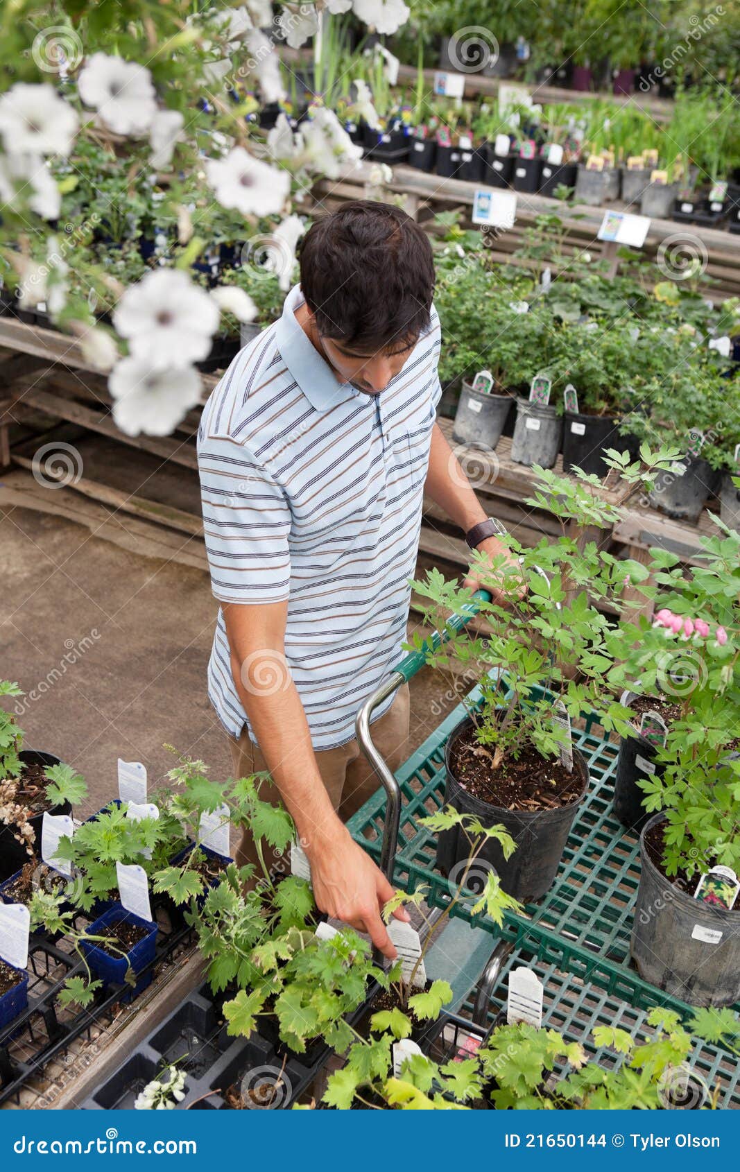 Man Shopping for Potted Plants Stock Photo - Image of center, botanical ...