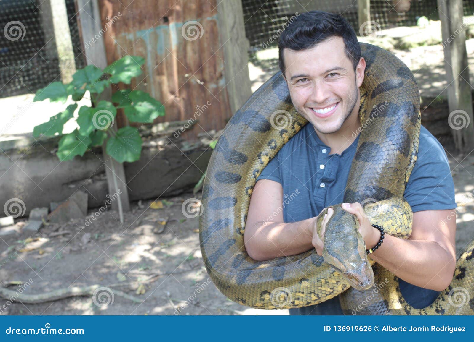 Man Showing Affection for a Gigantic Snake Stock Photo - Image of ...