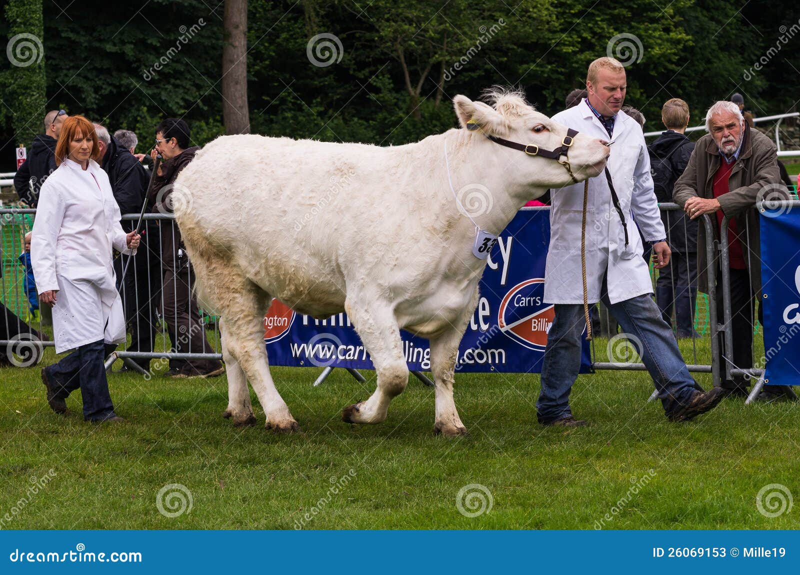 Man showing cattle editorial stock photo. Image of rural - 26069153