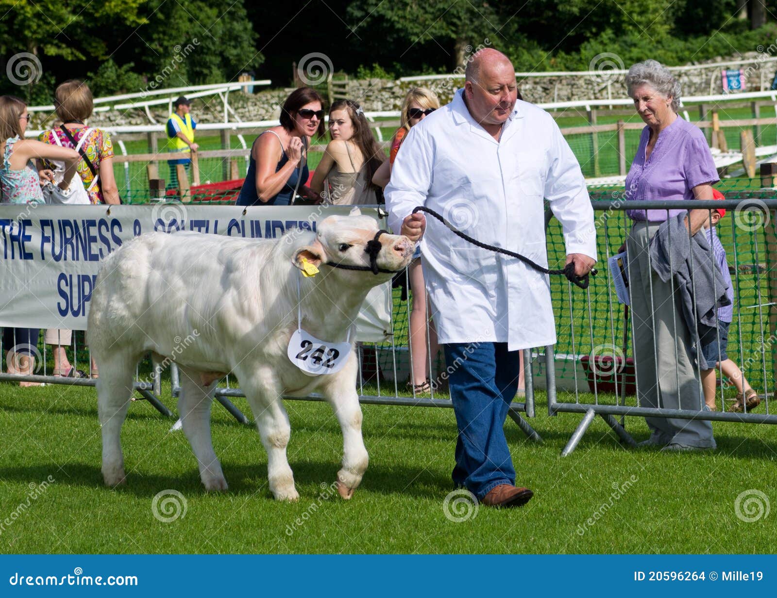 Man showing small Bull editorial stock image. Image of ring - 20596264
