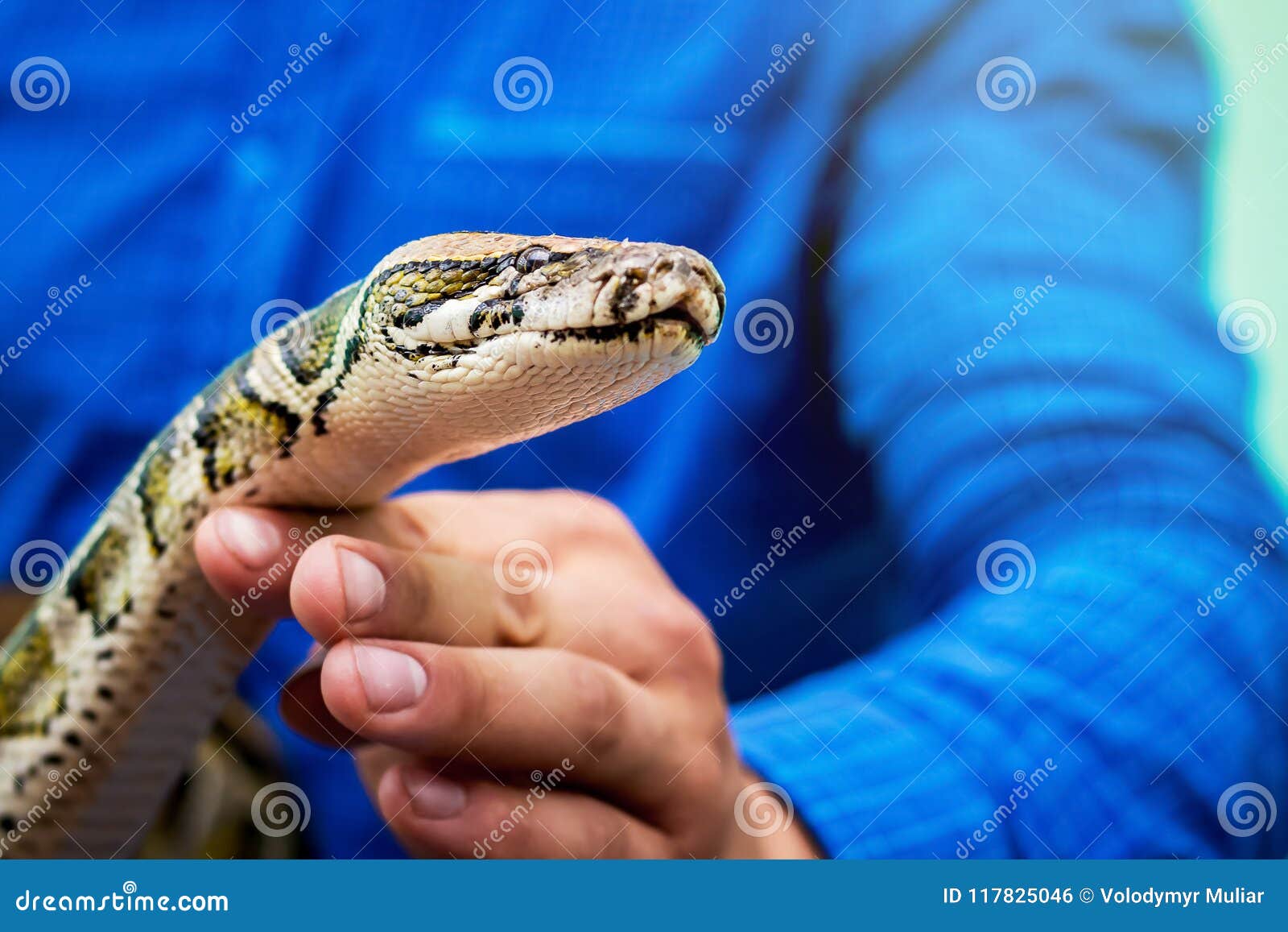 Man Shows Tame Snake. Snake Boa in Man Hands_ Stock Photo - Image of ...