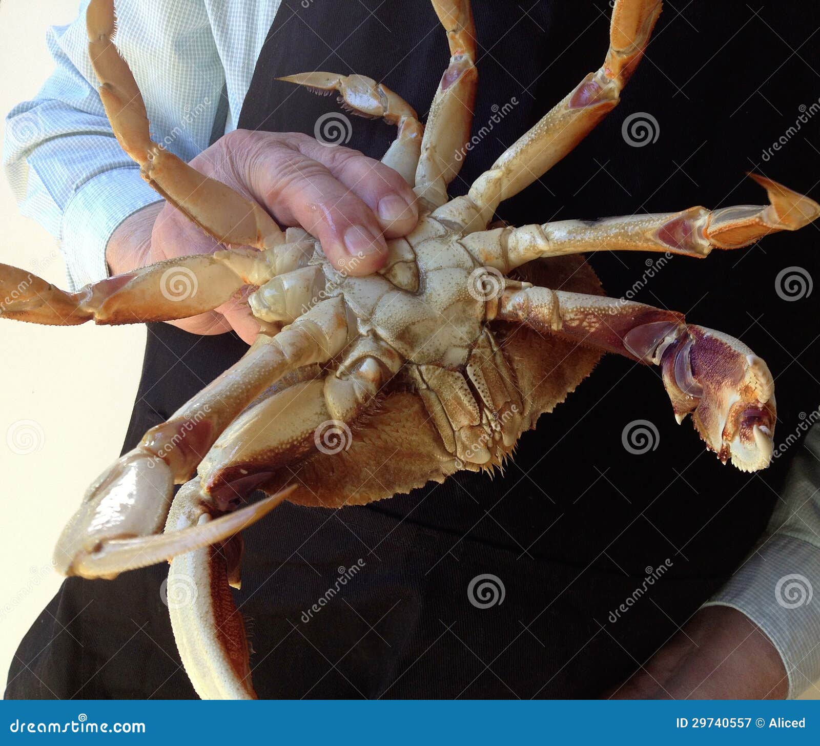 Man holds crab upside down stock image. Image of upside - 29740557