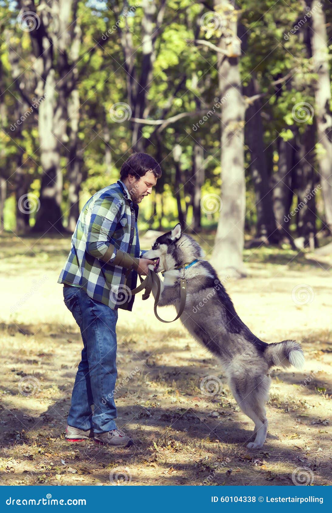 Man and the Siberian Husk stock photo. Image of grass - 60104338