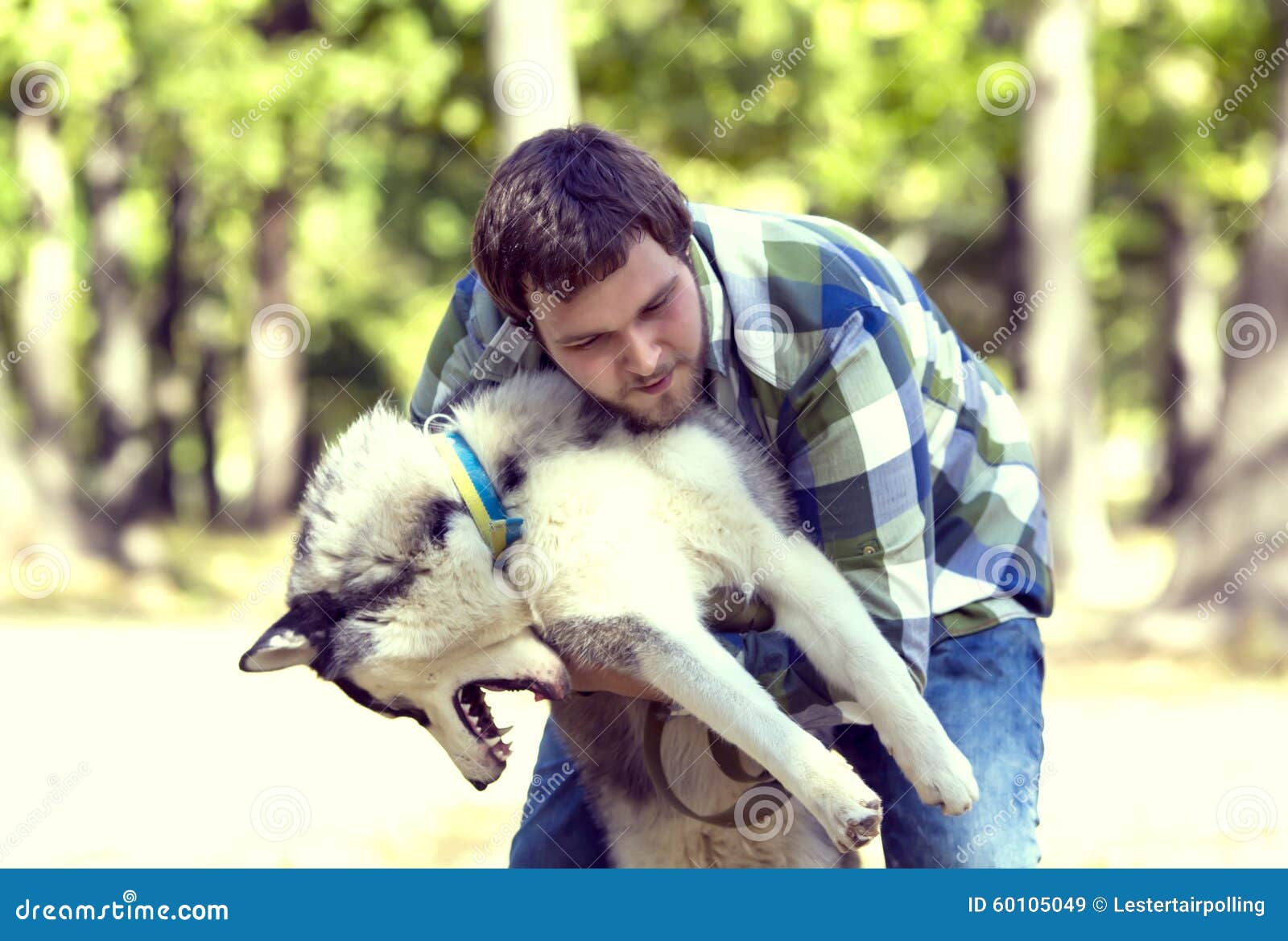 Man and the Siberian Husk stock image. Image of boss - 60105049