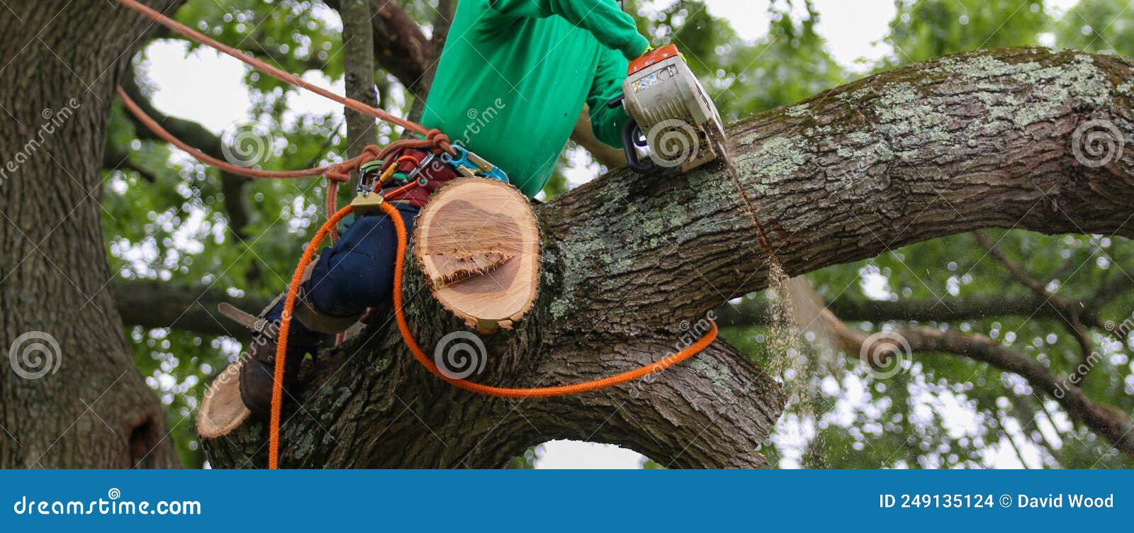 Man Sitting on a Large Tree Branch while Using a Chainsaw Stock Photo ...