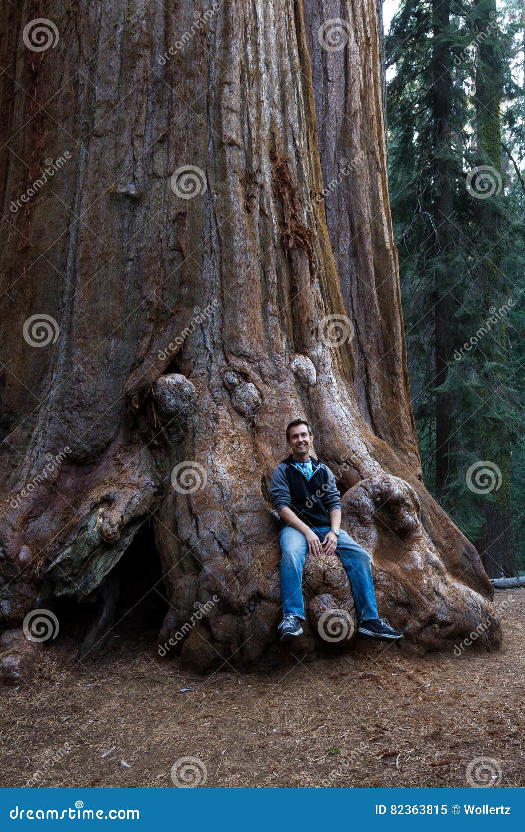 Man sitting on a sequoia stock image. Image of natural - 82363815