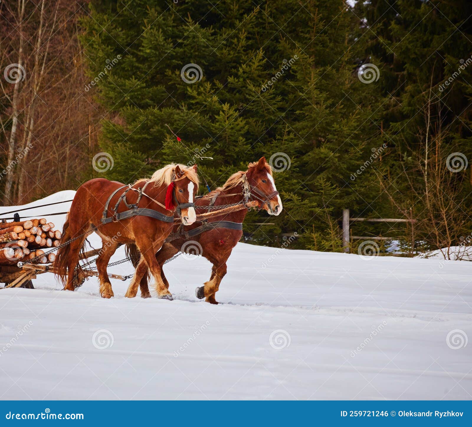 Man with Sledge Pulled by Horses Outdoor Stock Photo - Image of leisure ...