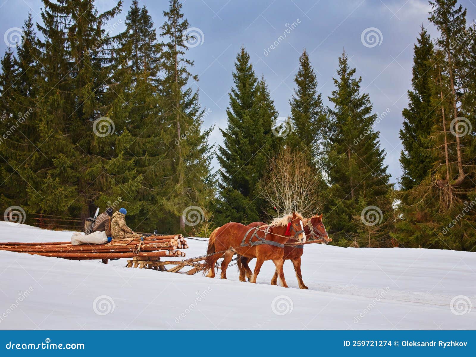 Man with Sledge Pulled by Horses Outdoor Stock Photo - Image of vehicle ...