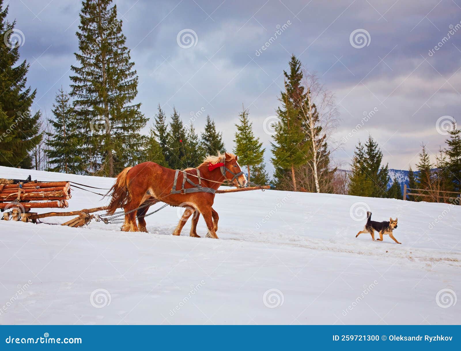 Man with Sledge Pulled by Horses Outdoor Stock Photo - Image of sleigh ...