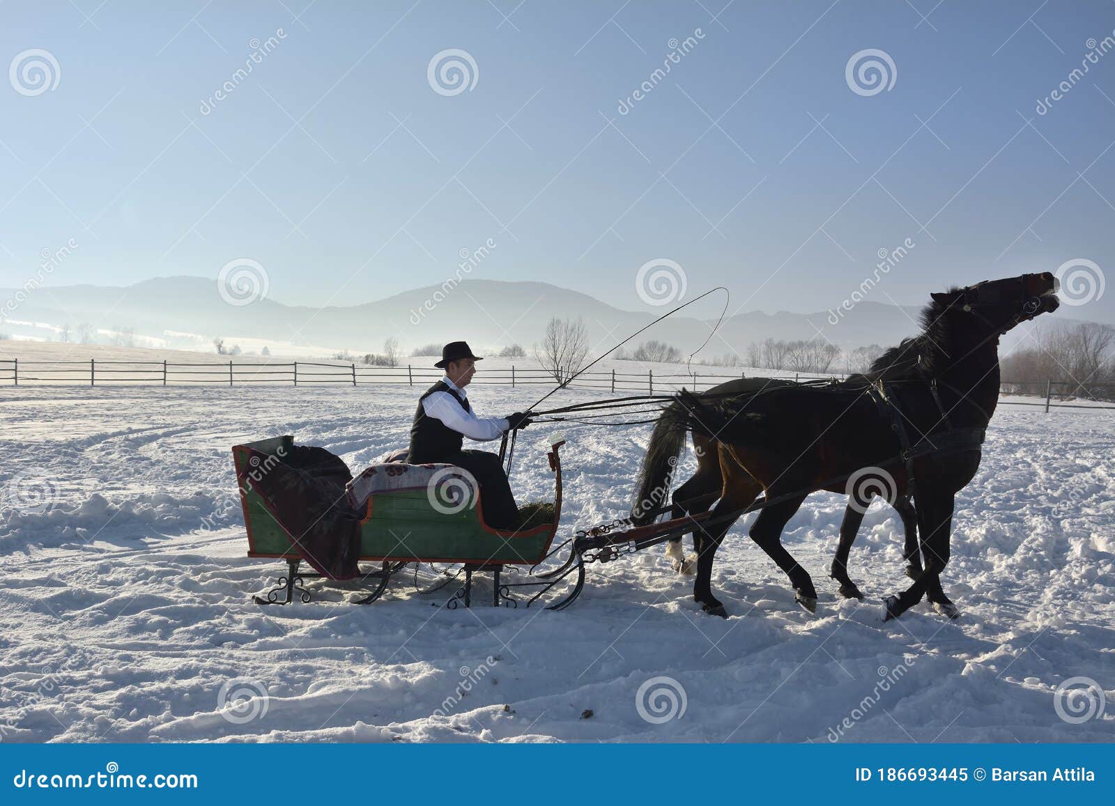 Man with Sledge Pulled by Horses Outdoor in Winter Stock Image - Image ...