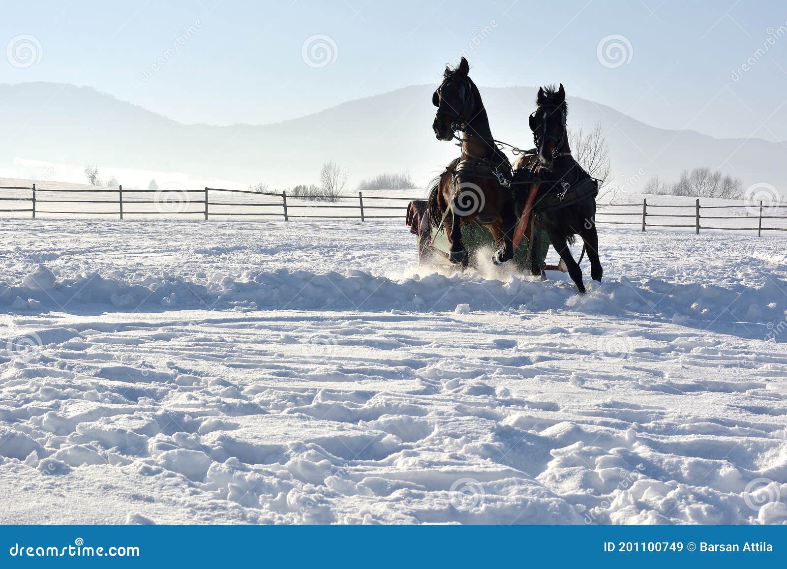 Man with Sledge Pulled by Horses Outdoor in Winter Stock Image - Image ...
