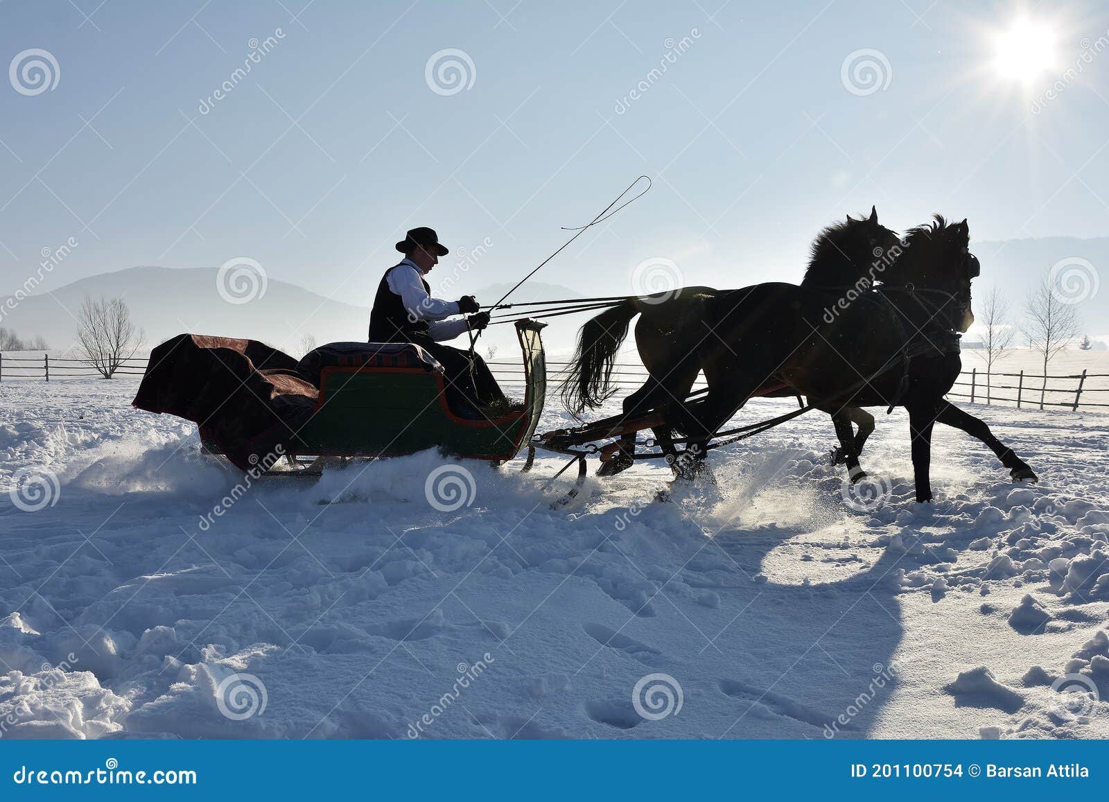 Man with Sledge Pulled by Horses Outdoor in Winter Stock Photo - Image ...