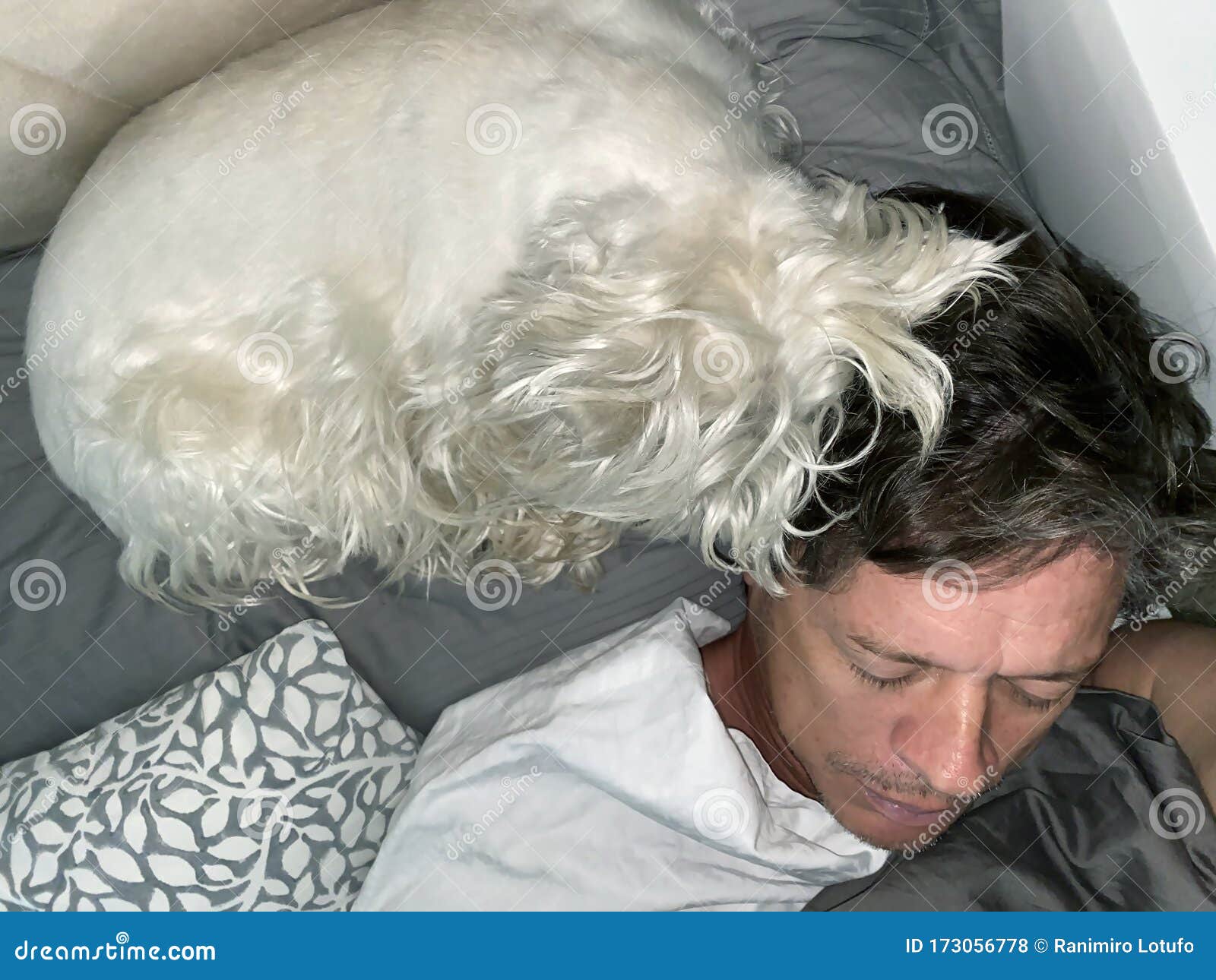 Man sleeping with the dog. stock photo. Image of mammal - 173056778