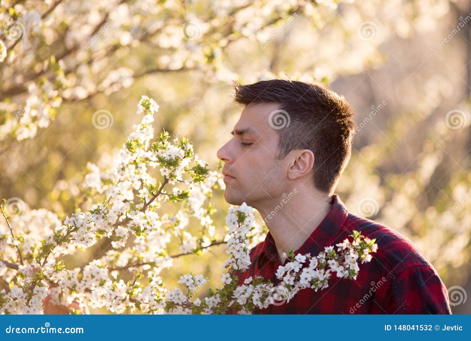 Man Smelling Blossom of Fruit Tree Stock Photo - Image of gardener ...