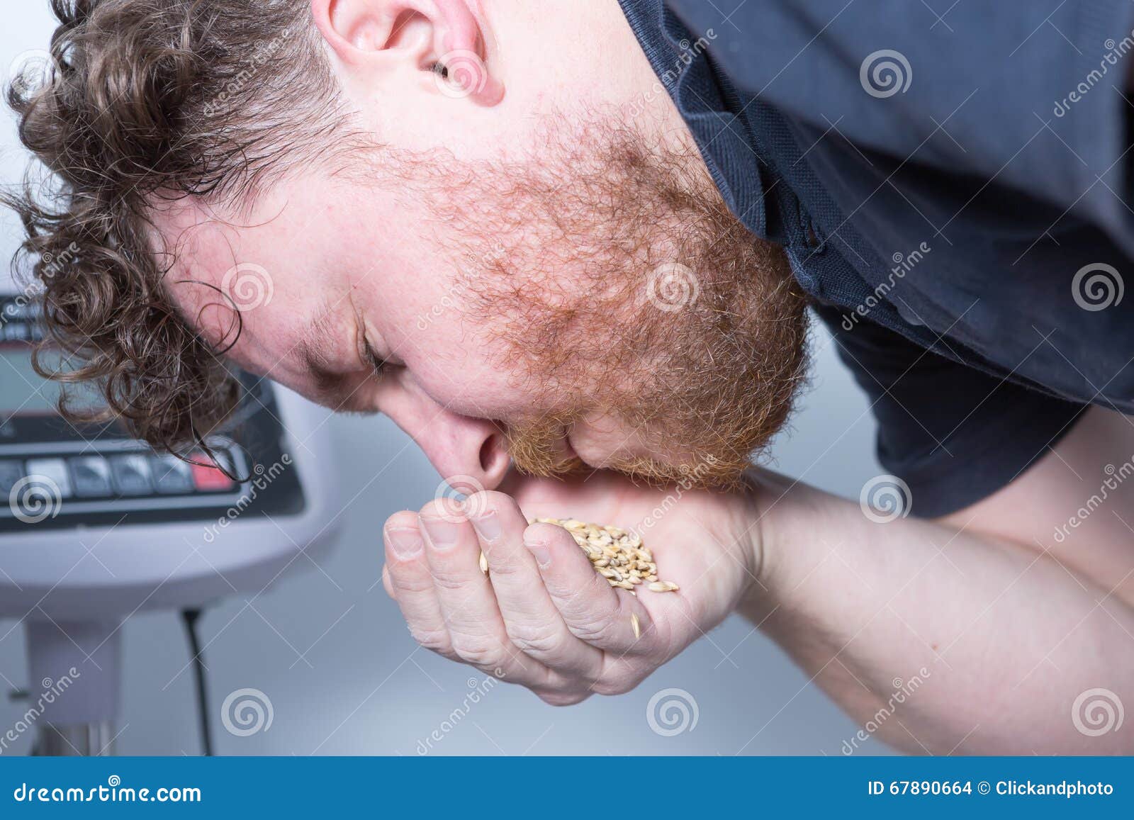 Man Smelling Fresh Malt Seeds Stock Photo - Image of handful, full ...