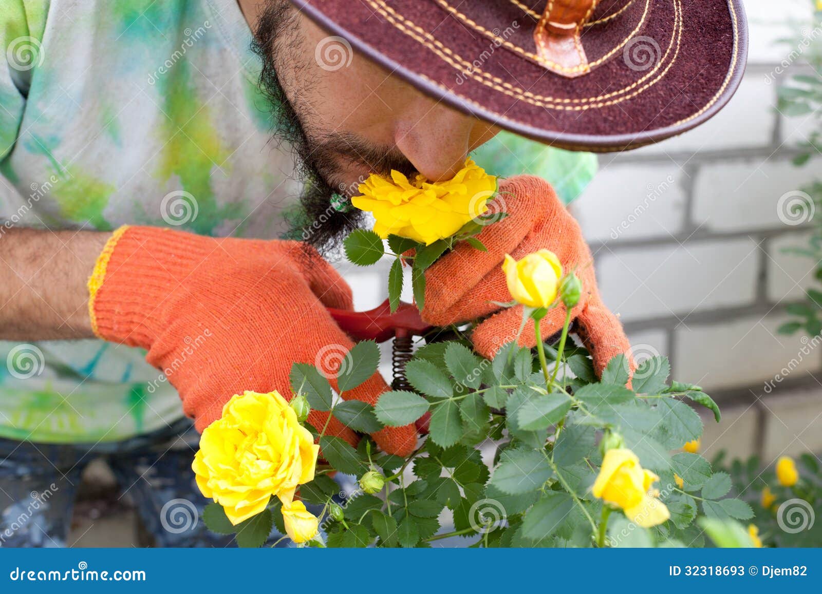 Man Smelling the Rose Flower Stock Image - Image of petal, plant: 32318693