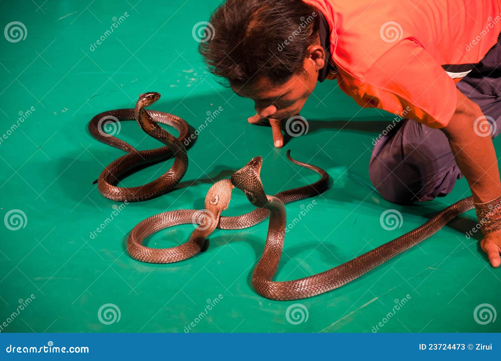 Between Man and Snake Performances Editorial Stock Photo - Image of ...