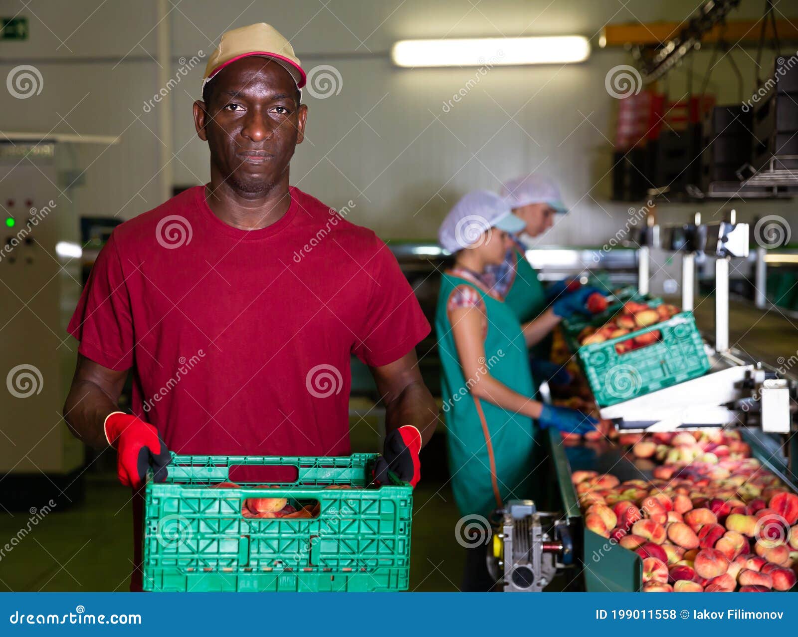 Man Sorting and Checking Peaches Quality Stock Photo - Image of indoors ... Man Sorting and Checking Peaches Quality Stock Photo - Image of indoors ...