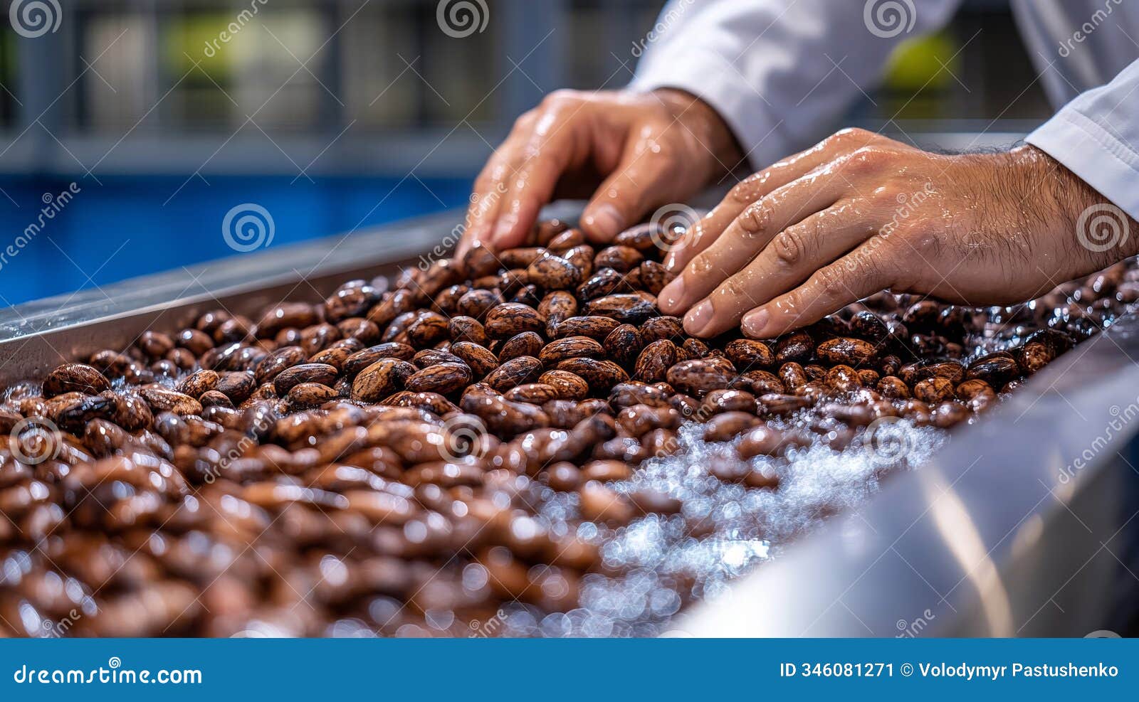 A Man is Sorting Coffee Beans on a Conveyor Belt Stock Image - Image of ...
