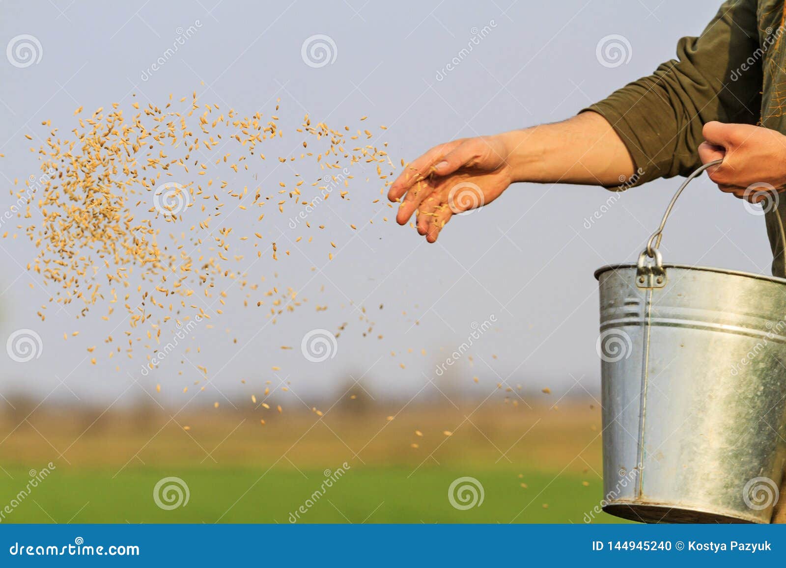 Man Sows Grain Throwing it on the Ground Stock Photo - Image of green ...