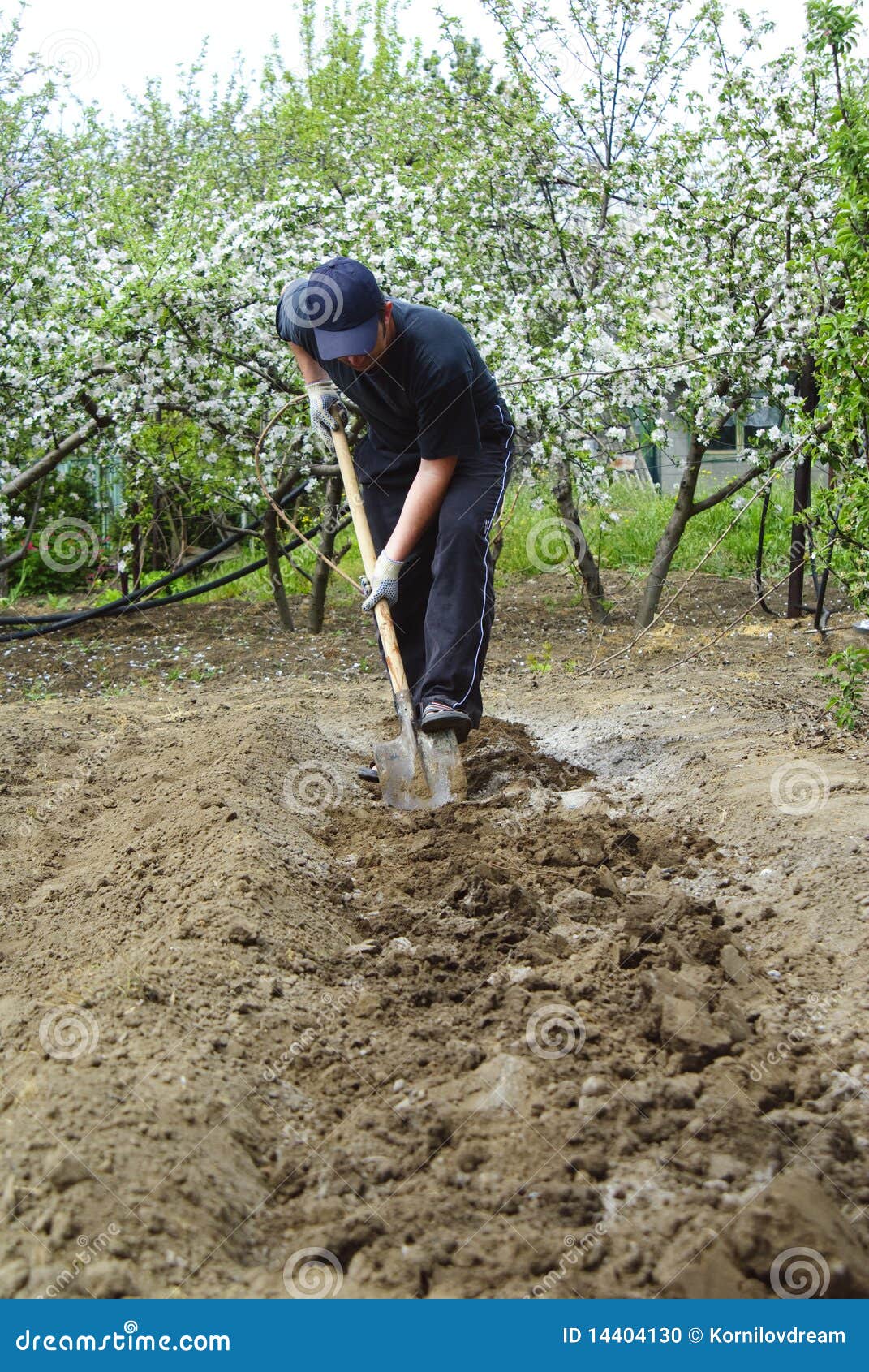 Man with spade stock photo. Image of soil, work, bend - 14404130