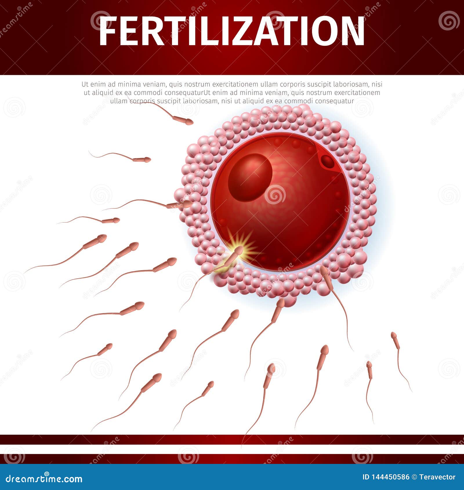 Sperm Moving To The Egg Vector Illustration Of The Reproduction