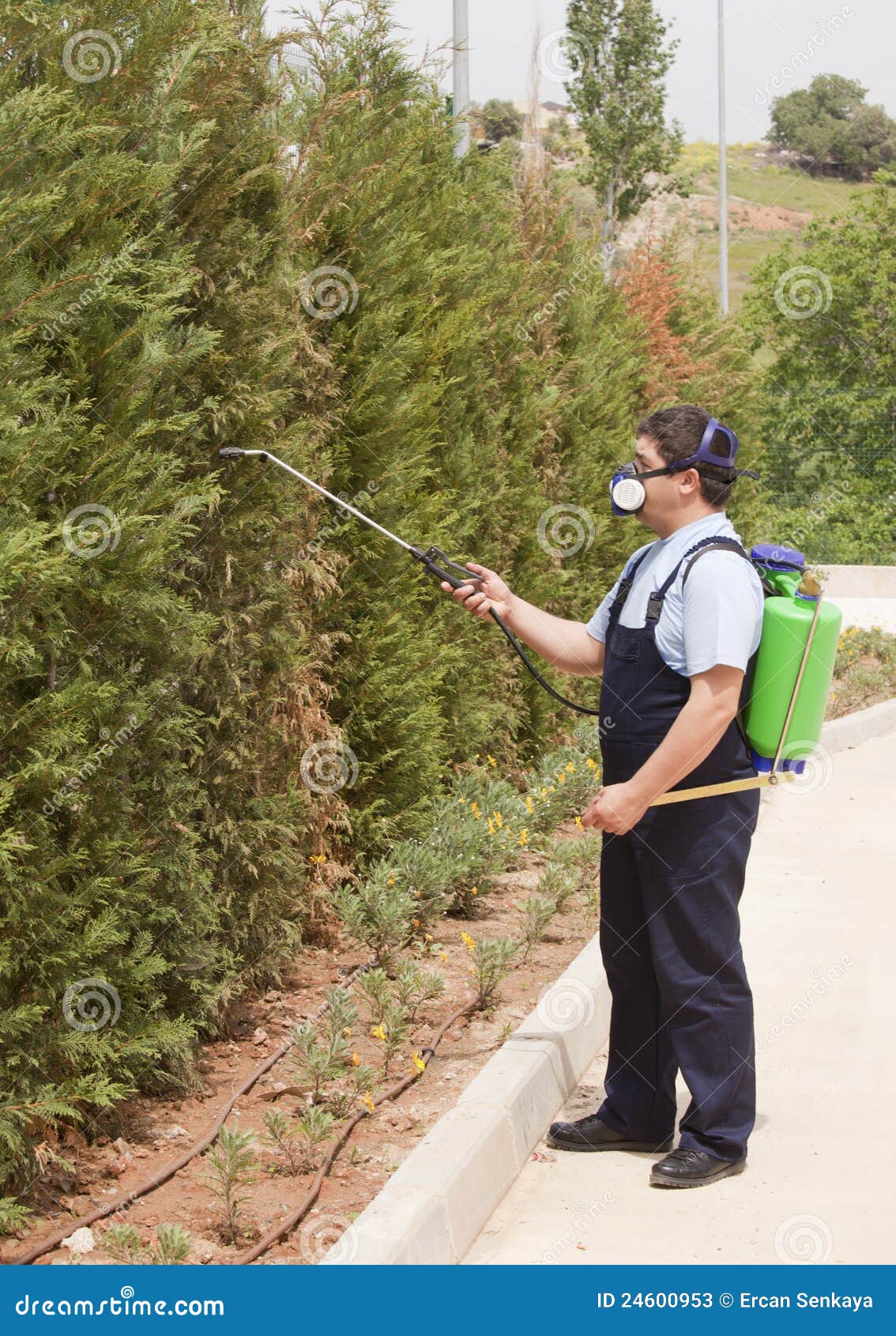 Man Spraying Insects- Pest Control Stock Image - Image of chemical ...